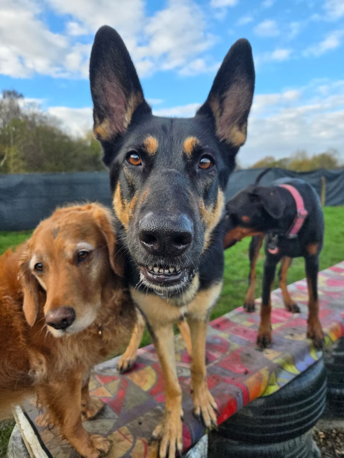 Dog Daycare in Brixton - Dog Tales Club